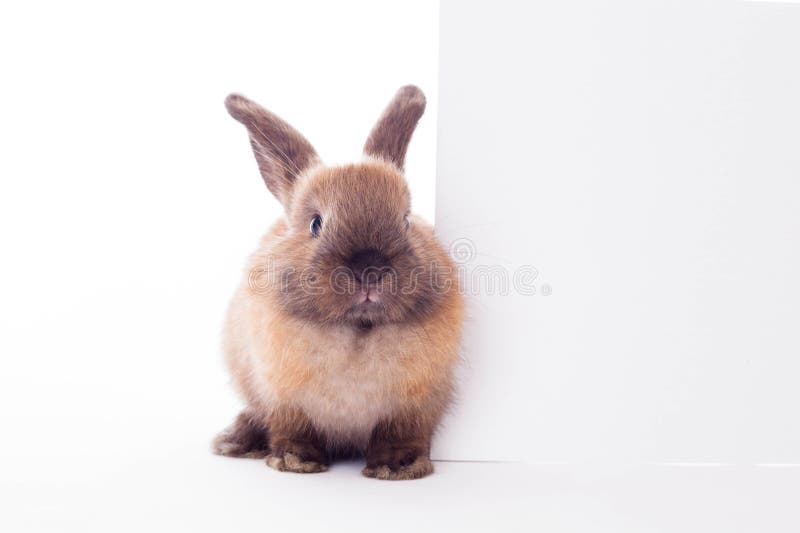Rabbit with banner. stock image. Image of clean, farm - 32316745