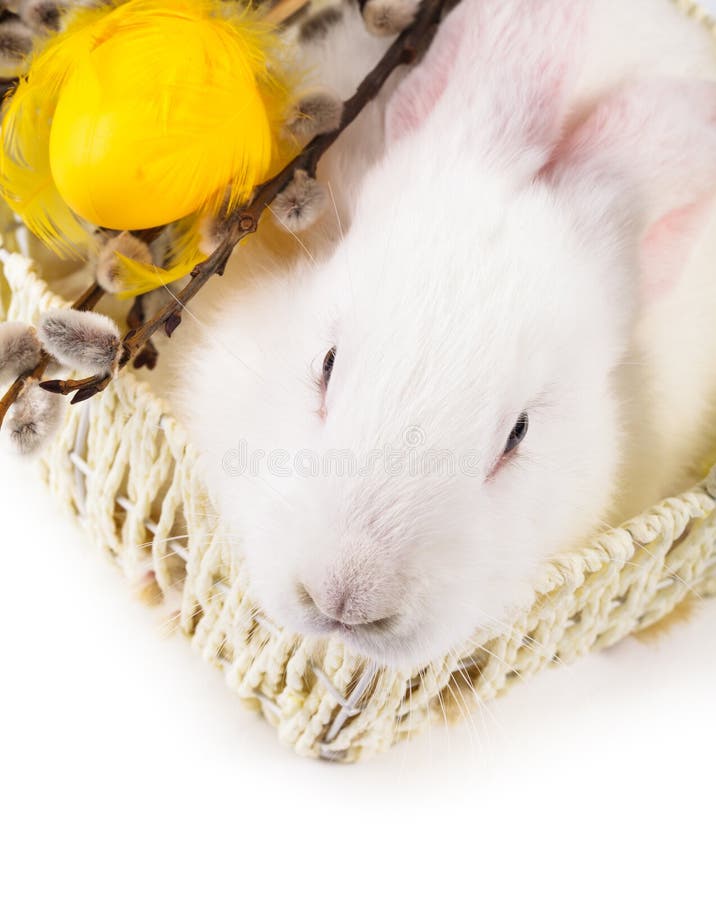Rabbit in a basket stock image. Image of tame, little - 25785989