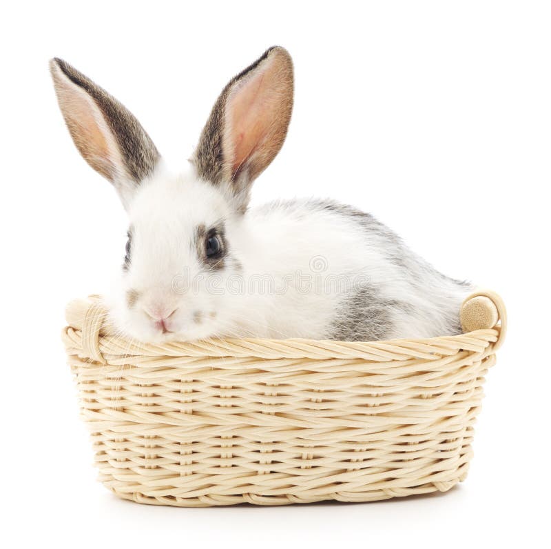 Rabbit in basket stock photo. Image of small, isolated - 40185284