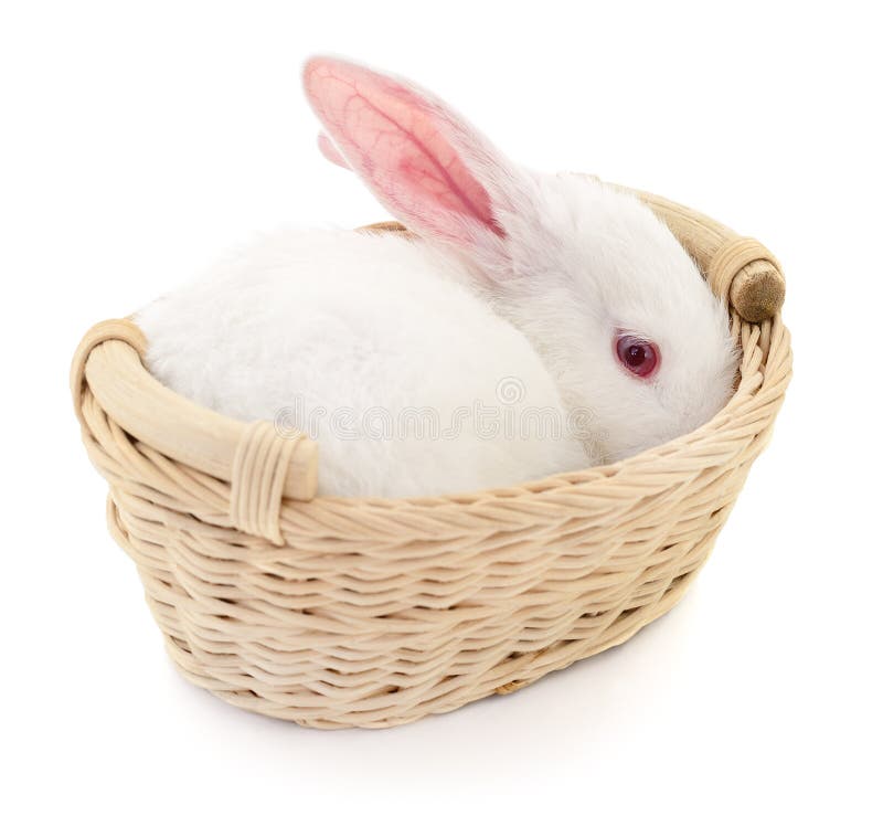 Rabbit in basket stock photo. Image of isolated, domestic - 57575064