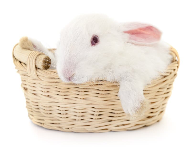 Rabbit in basket stock image. Image of single, rabbit - 65235937