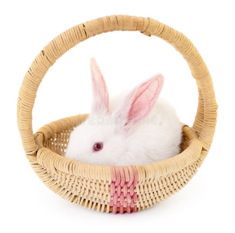 Rabbit in basket stock image. Image of bunny, animals - 67099911