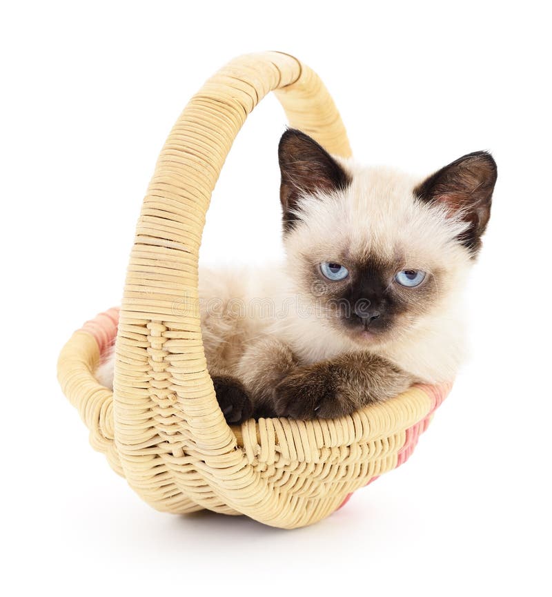 Rabbit in basket stock photo. Image of easter, animals - 67486970