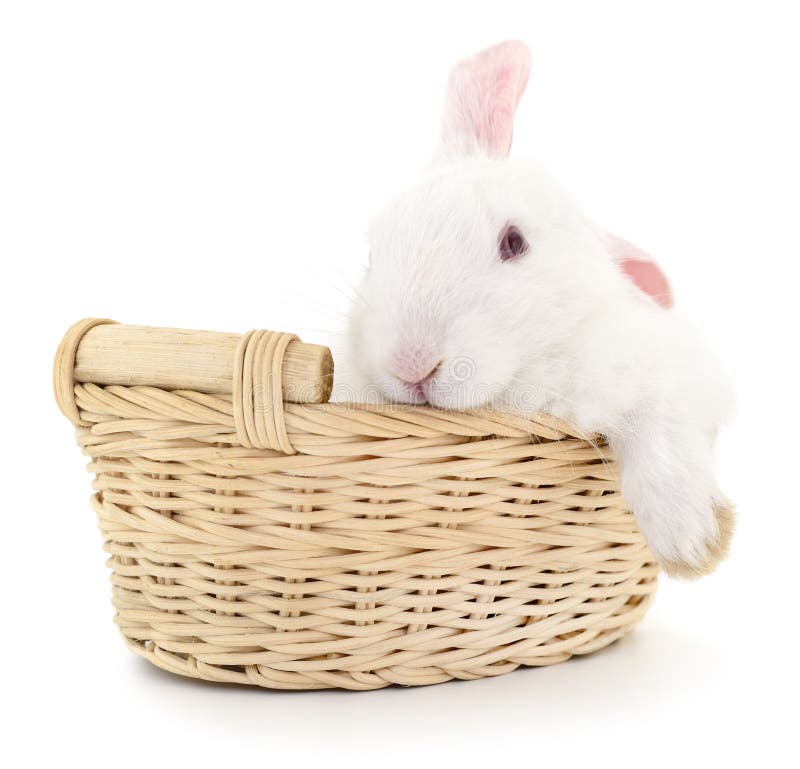 Rabbit in basket stock image. Image of easter, animals - 68313529