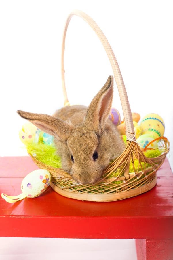 Rabbit in Basket Easter Eggs Stock Photo - Image of little, basket ...