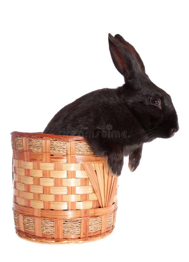 Rabbit In A Basket, Isolated. Stock Image - Image of background, animal ...