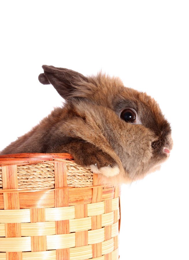 Rabbit in a Basket, Isolated. Stock Image - Image of background, animal ...