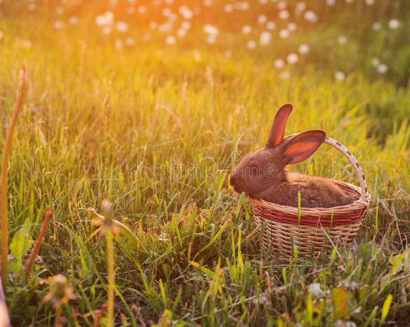 Rabbit in basket outdoor stock image. Image of beautiful - 84072629