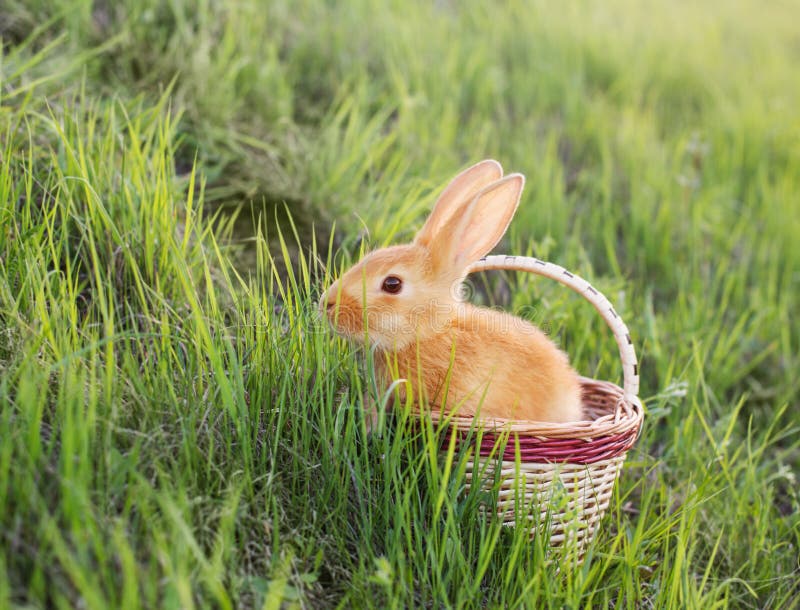 Rabbit in basket outdoor stock photo. Image of focus - 84155994