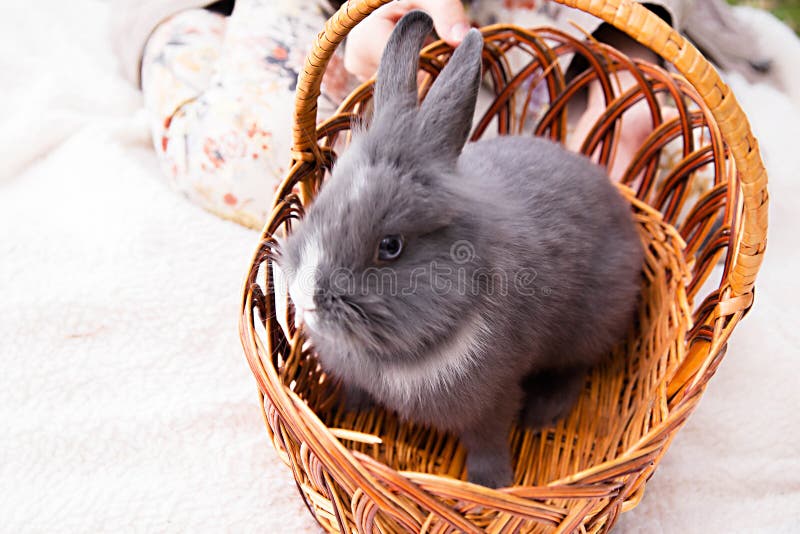 Easter Photo. Funny Little Rabbit In Basket Stock Image - Image of ...