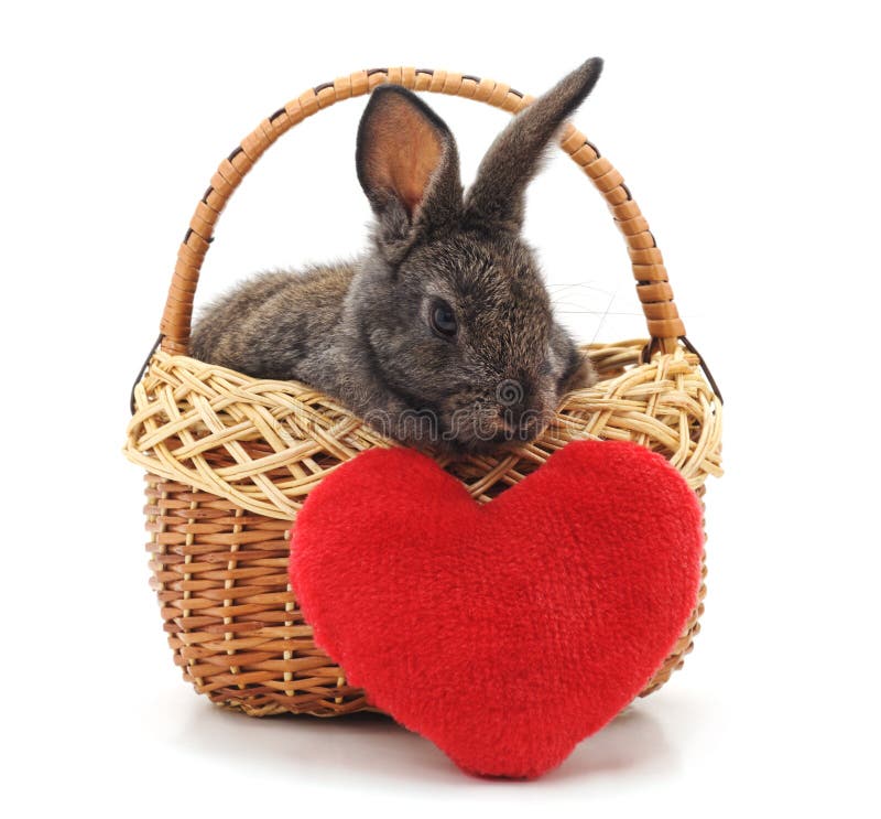 Rabbit Heart Stock Images - Download 2,026 Royalty Free Photos