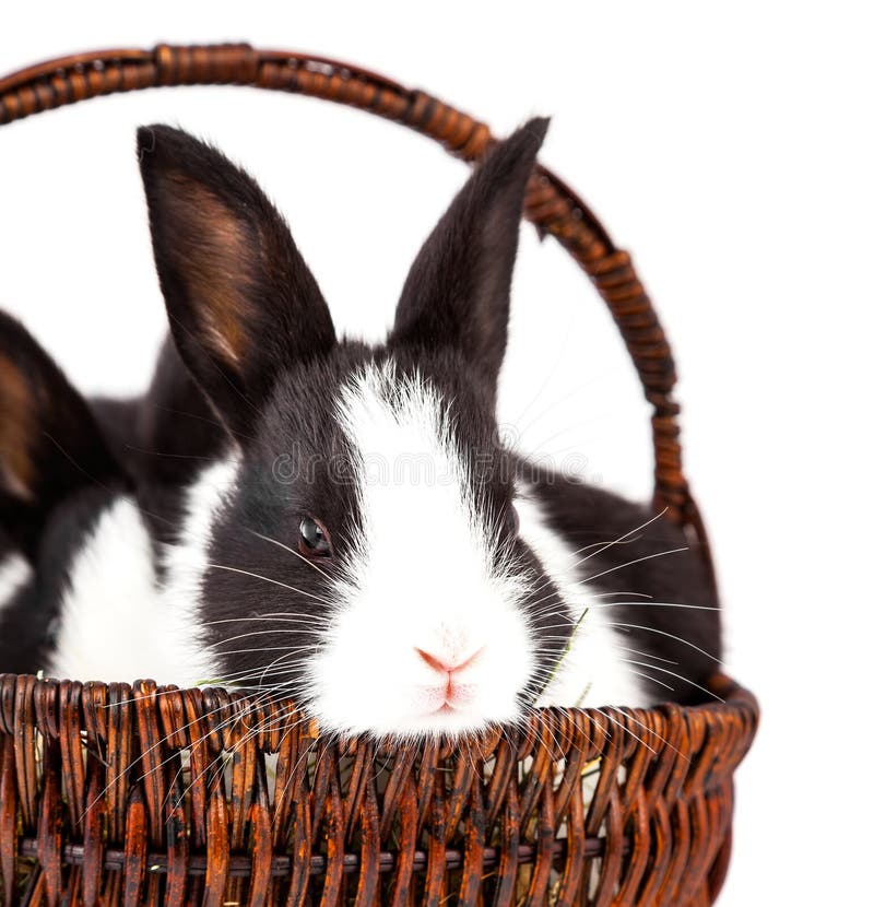 Rabbit in a Basket on a White Stock Photo - Image of wicker, fluffy ...