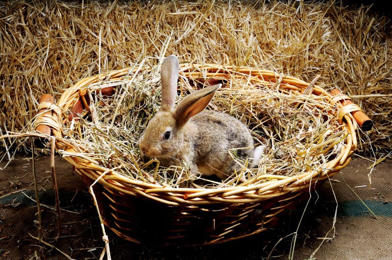Rabbit in a basket stock photo. Image of studio, rabbit - 35328588