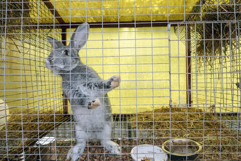 The Rabbit is Behind Bars Interested in Passing by a Wild Animal Stock ...