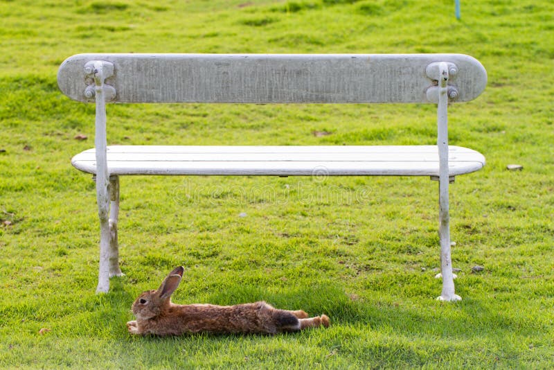 Rabbit and bench stock image. Image of rabbit, fluffy - 33760837