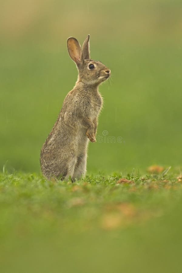 Rabbit stock photo. Image of oryctolagus, rabbit, lagomorph - 31687784