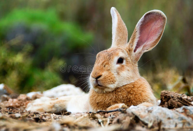 Low Angle View of a really Pretty and Cute Bunny Rabbit with Big Ears ...