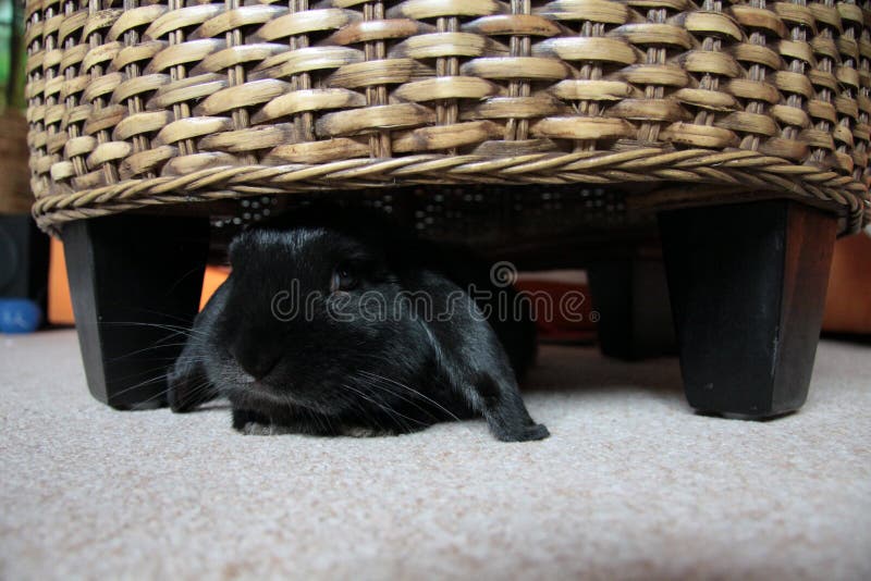 Rabbit stock photo. Image of pets, black, animals, cute - 200352286