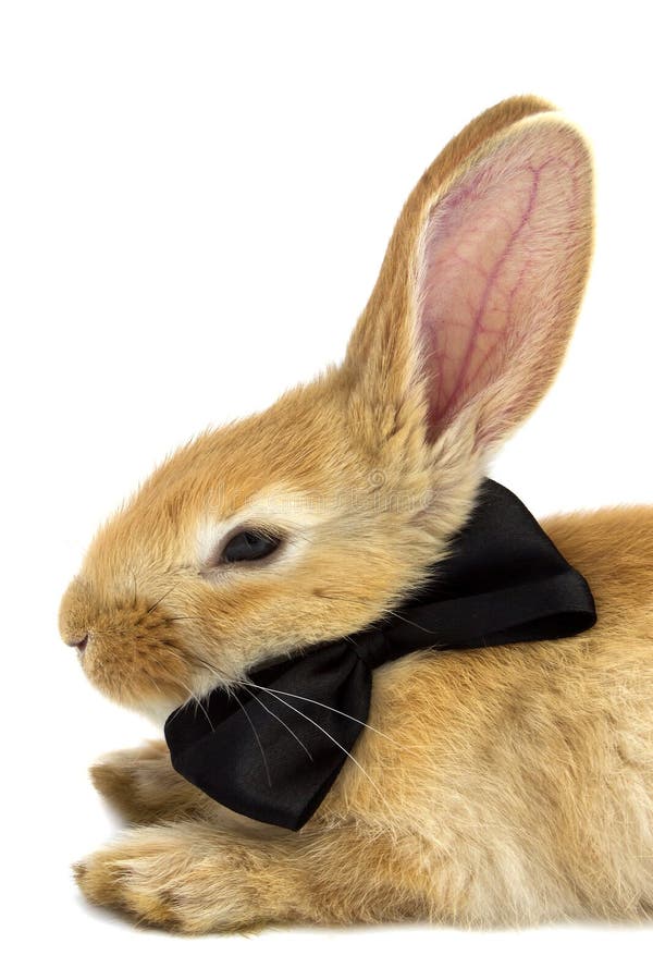 1,210 Butterfly Rabbit Photos - Free & Royalty-Free Stock Photos from ...