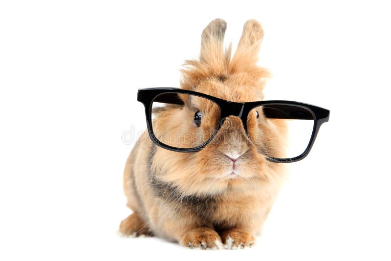 Bunny Wearing Glasses