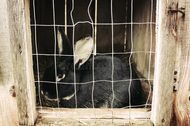 Rabbit stock image. Image of cell, black, rabbit, pets - 53962461