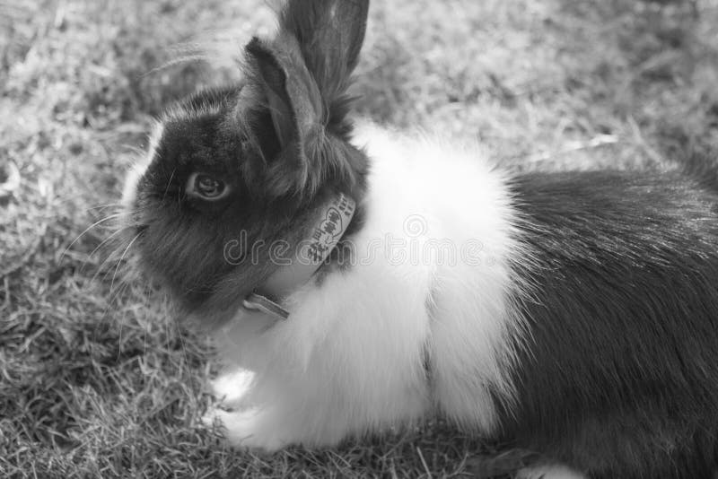 Rabbit stock image. Image of white, adorable, black, quiet - 50644745