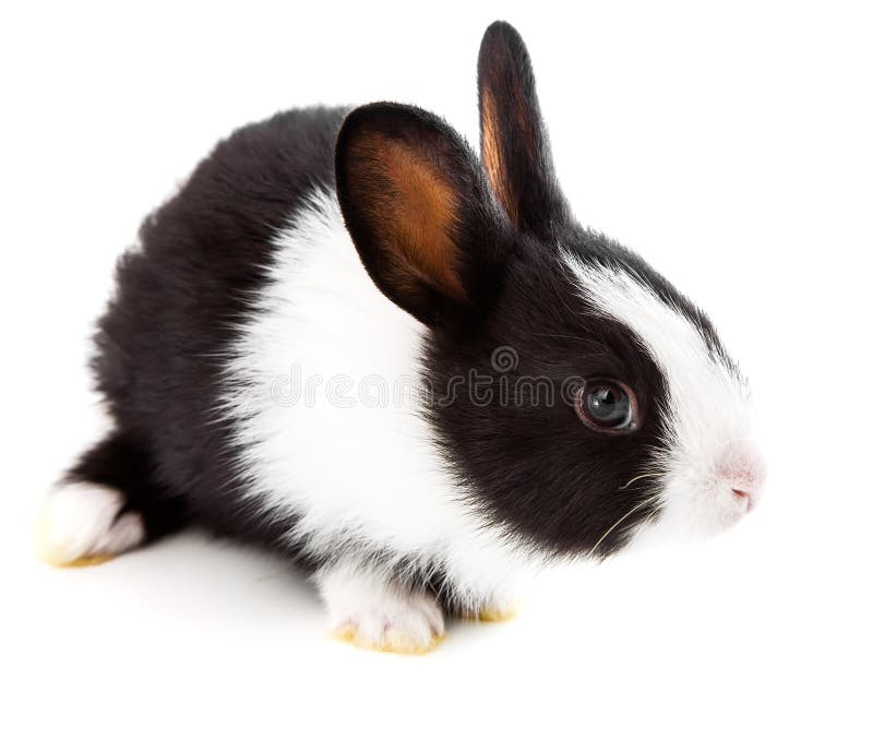 Brown rabbit on white. stock image. Image of background - 101240615