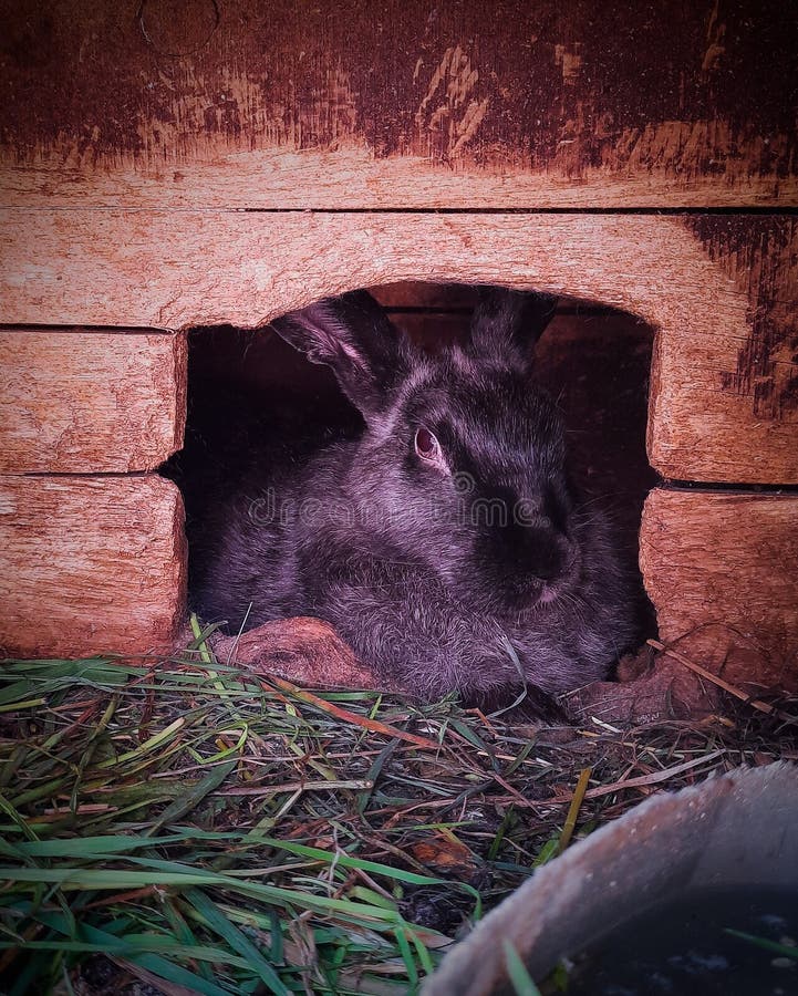 Rabbit black wild stock photo. Image of beautiful, wild - 252513192