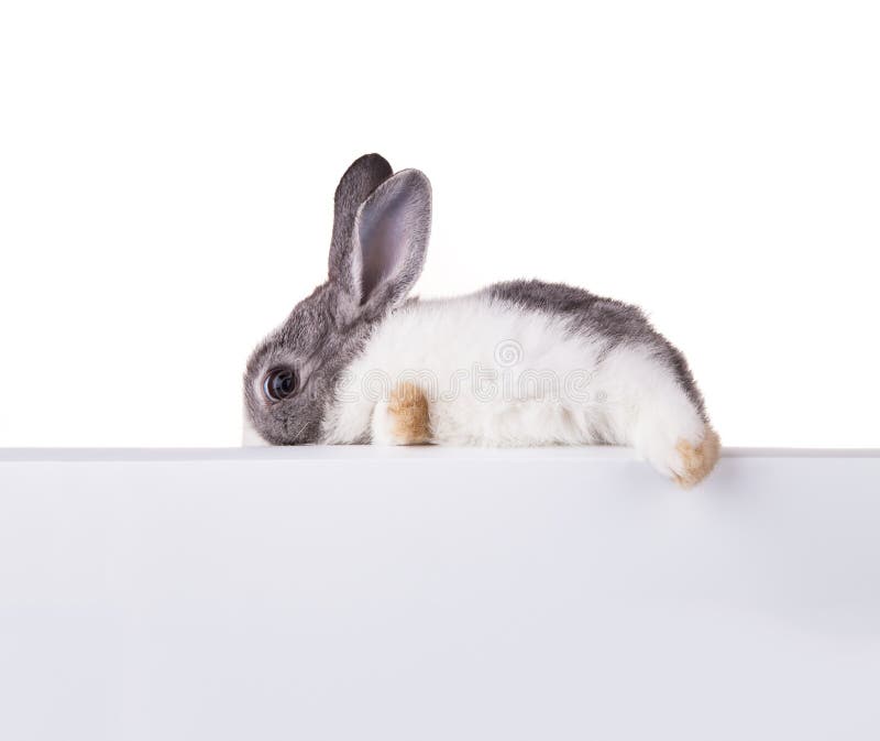 Hare Photo Free Downloads Stock Photos - Free & Royalty-Free Stock ...