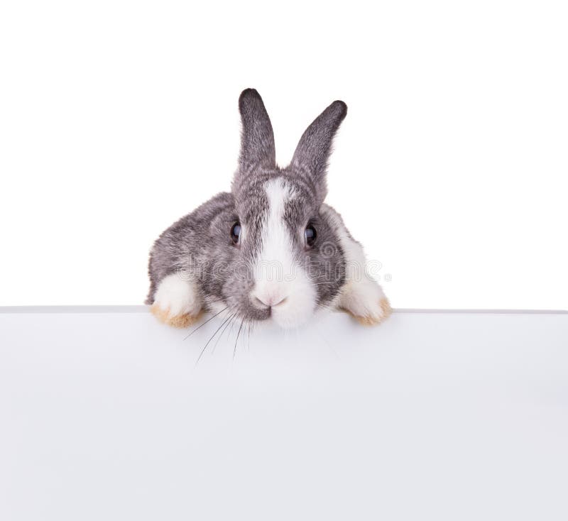 Rabbit with Blank Sheet on White Background Stock Photo - Image of ...