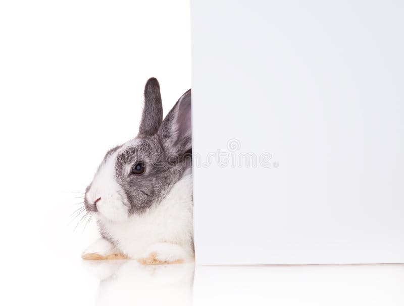 Hare Photo Free Downloads Stock Photos - Free & Royalty-Free Stock ...