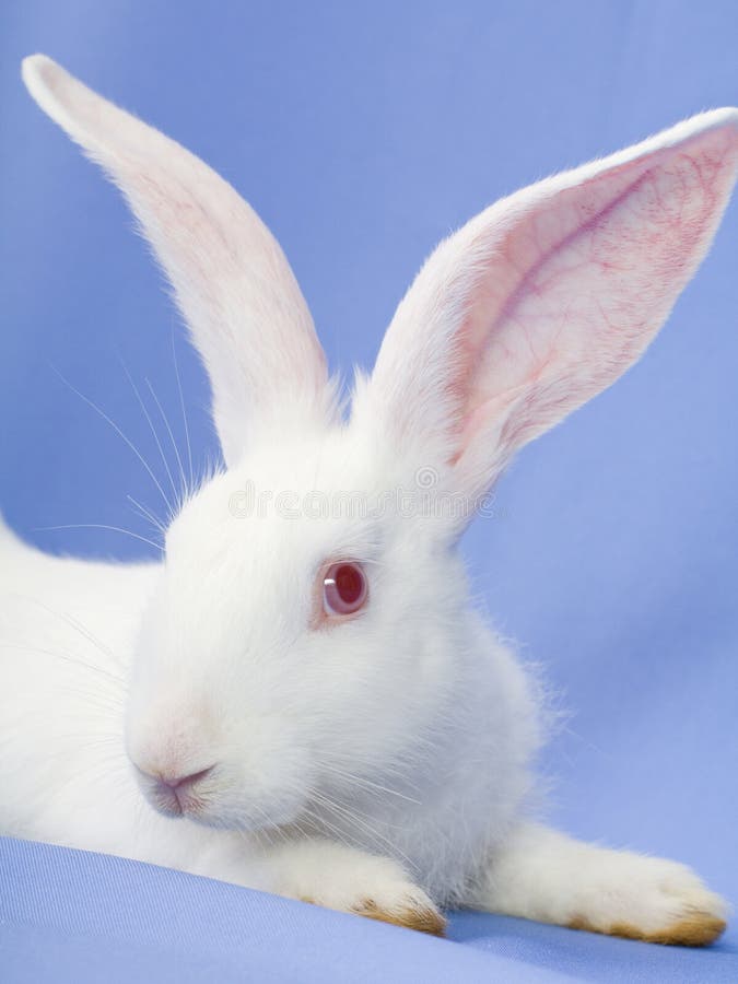 Rabbit on a Blue Background Stock Photo - Image of dwarf, farm: 15597740