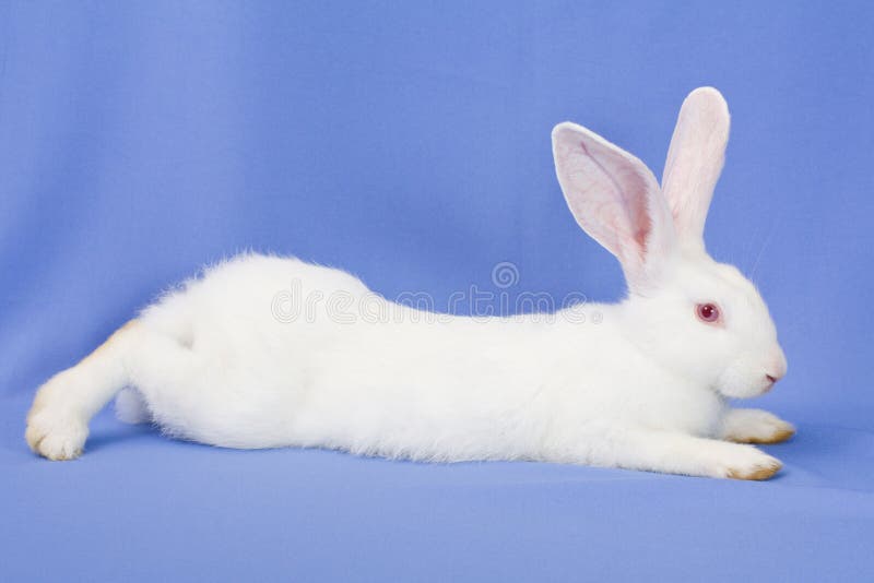 Rabbit on a Blue Background Stock Photo - Image of dwarf, farm: 15597740