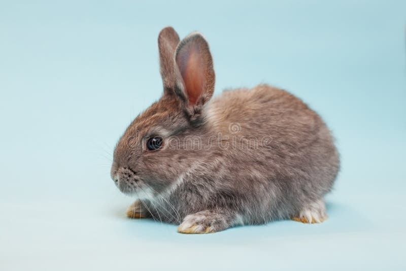 Rabbit on a Blue Background Stock Photo - Image of dwarf, farm: 15597740