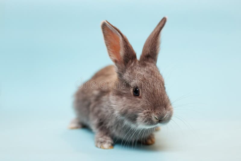 Rabbit on a Blue Background Stock Photo - Image of dwarf, farm: 15597740