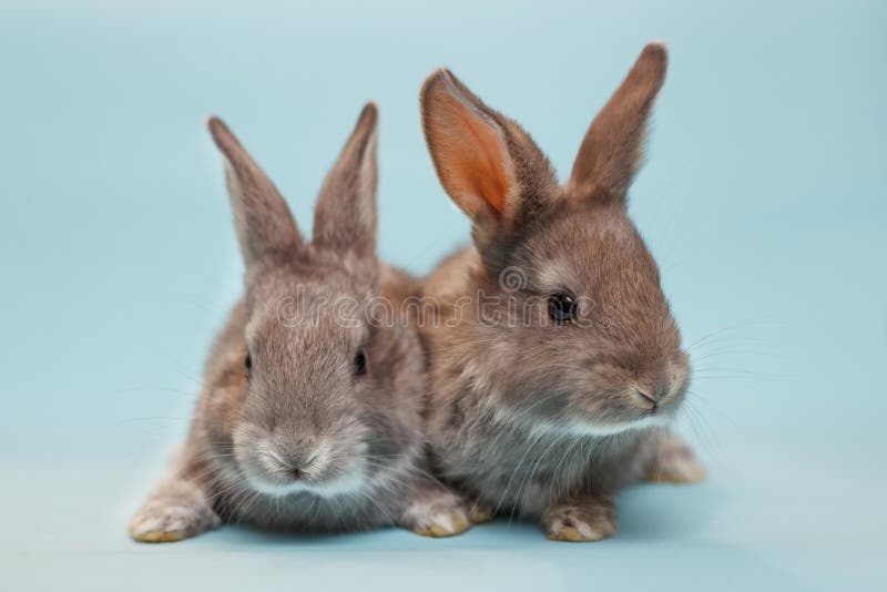 Rabbit on a Blue Background Stock Photo - Image of dwarf, farm: 15597740