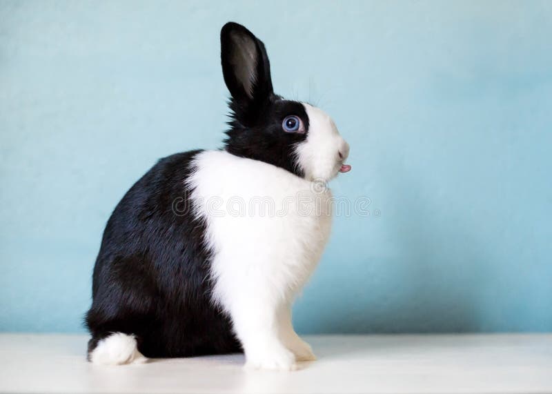 A Rabbit with Blue Eyes Sticking Its Tongue Out Stock Photo - Image of ...