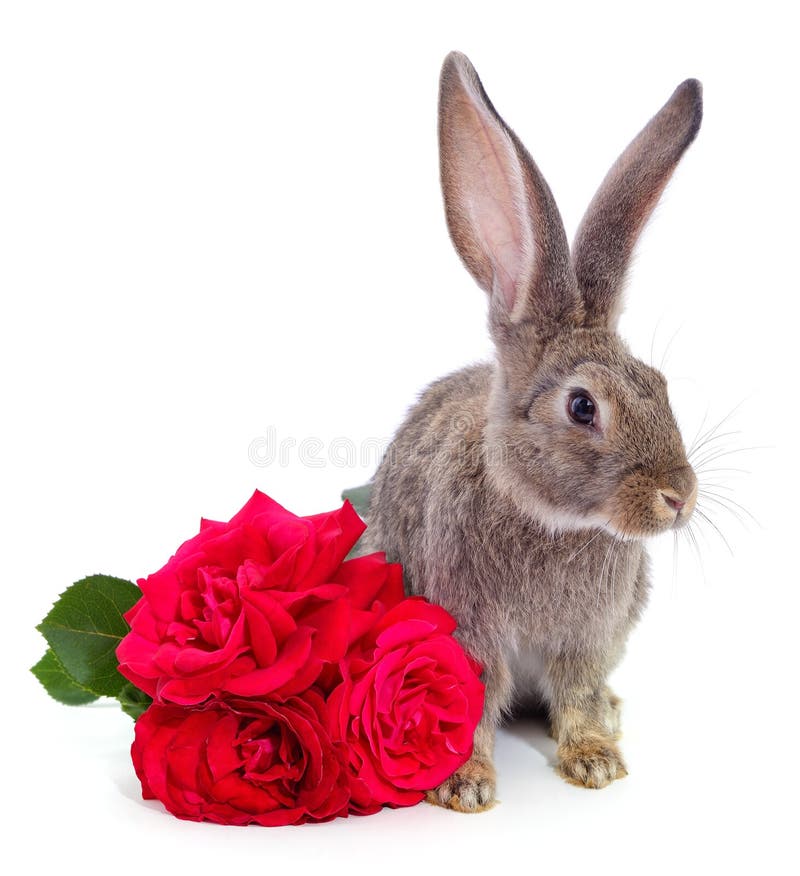 631 Rabbit Roses Stock Photos - Free & Royalty-Free Stock Photos from ...