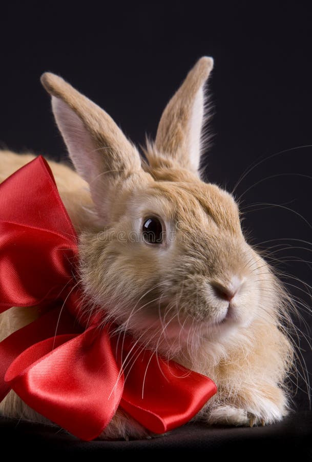 Rabbit with bow stock image. Image of gift, decorative - 15633163