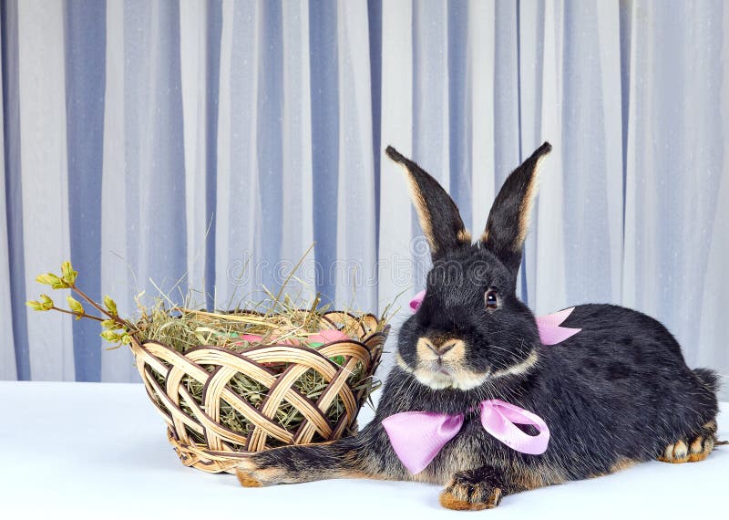 The Rabbit with a Bow at the Neck is Near a Beautiful Basket Stock ...