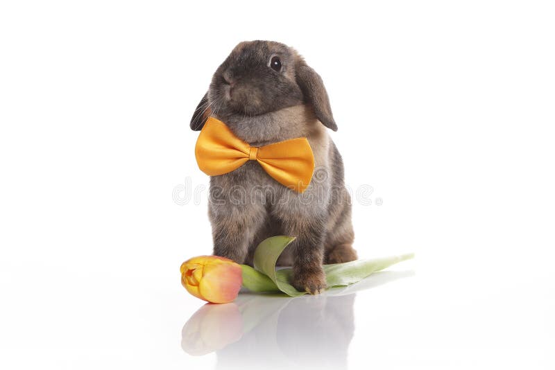 Rabbit with Bow Tie and Tulips Stock Image - Image of fluffy, flower ...