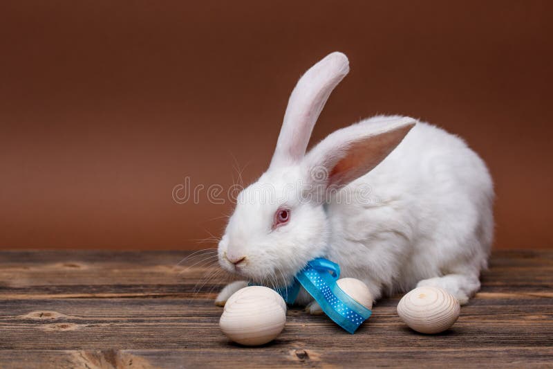 Rabbit with bow stock image. Image of little, livestock - 38746255