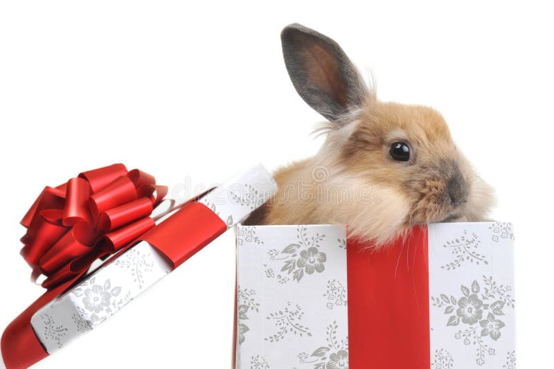 Rabbit in box stock photo. Image of lepus, fluffy, event - 15633162