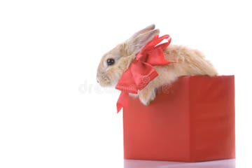 Rabbit in box stock photo. Image of lepus, fluffy, event - 15633162