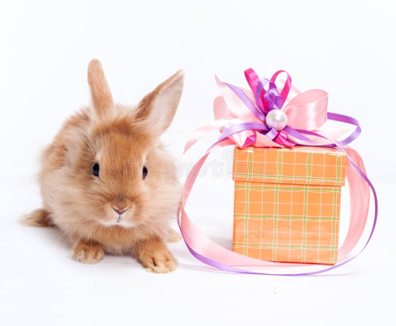 Rabbit and box stock photo. Image of cute, ears, animal - 32317416