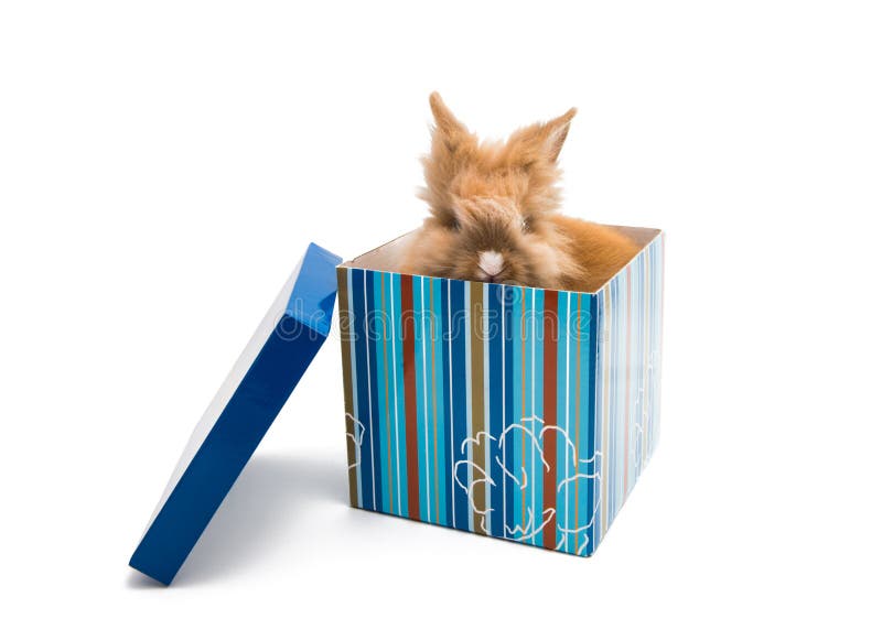 Rabbit in a box stock image. Image of furry, domestic - 101614845