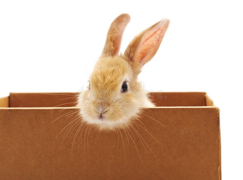 190 Rabbit Cardboard Box Stock Photos - Free & Royalty-Free Stock ...