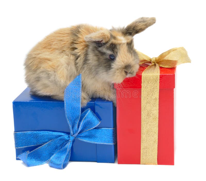 Rabbit on the Boxes with Gifts Stock Image - Image of bunny, mammal ...