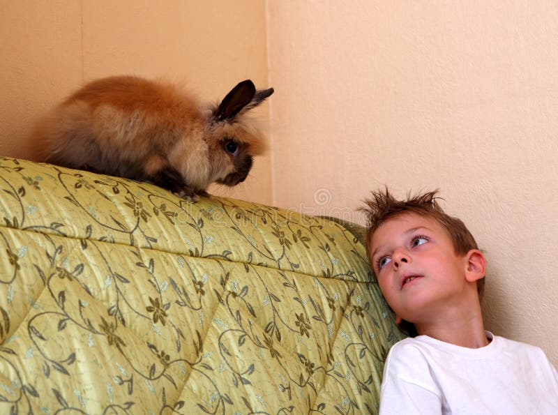 Rabbit and boy stock image. Image of happiness, white - 16496495