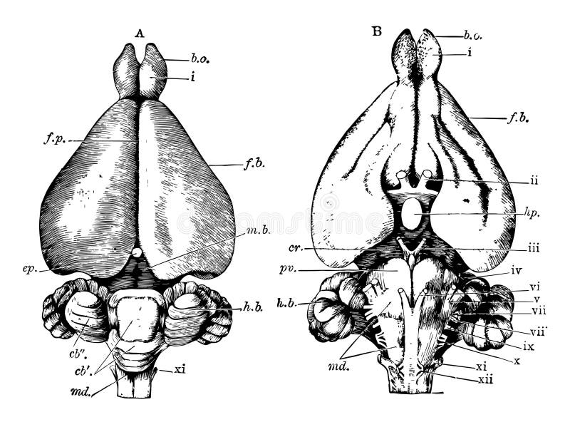 Rabbit Brain, Vintage Illustration Stock Vector - Illustration of line ...